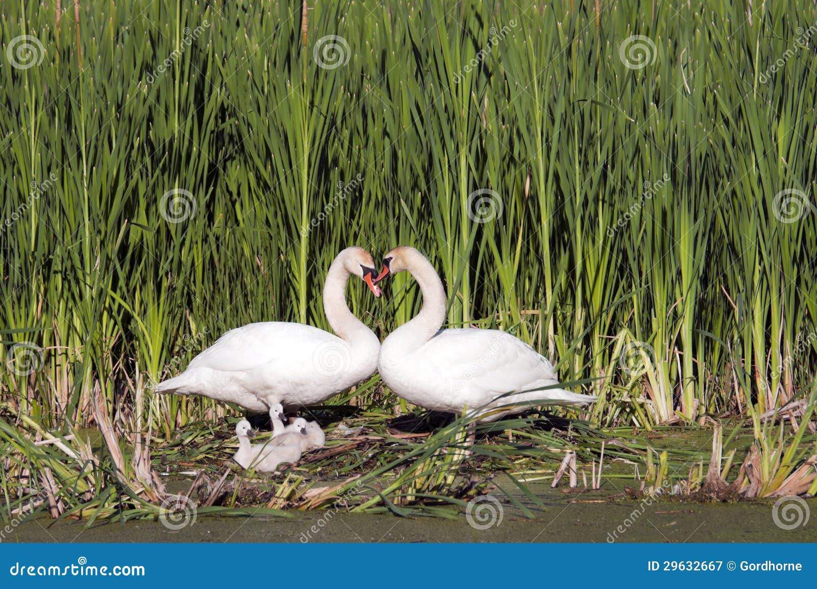 De Halzen Van De Zwaan Van De Vorm Van Het Hart Stock Afbeelding ...