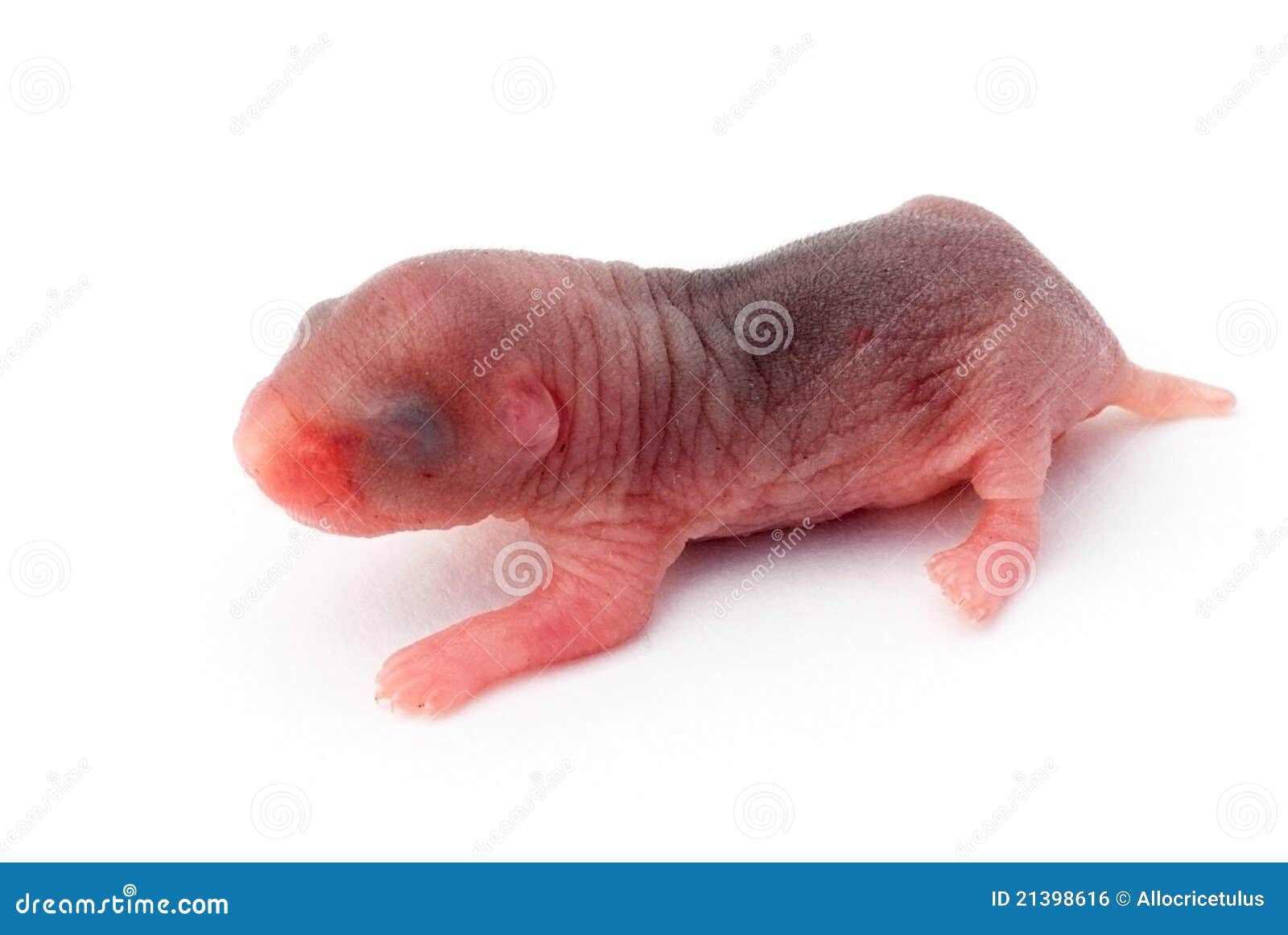 De hamster van de baby stock foto. Image of klein, macro - 21398616