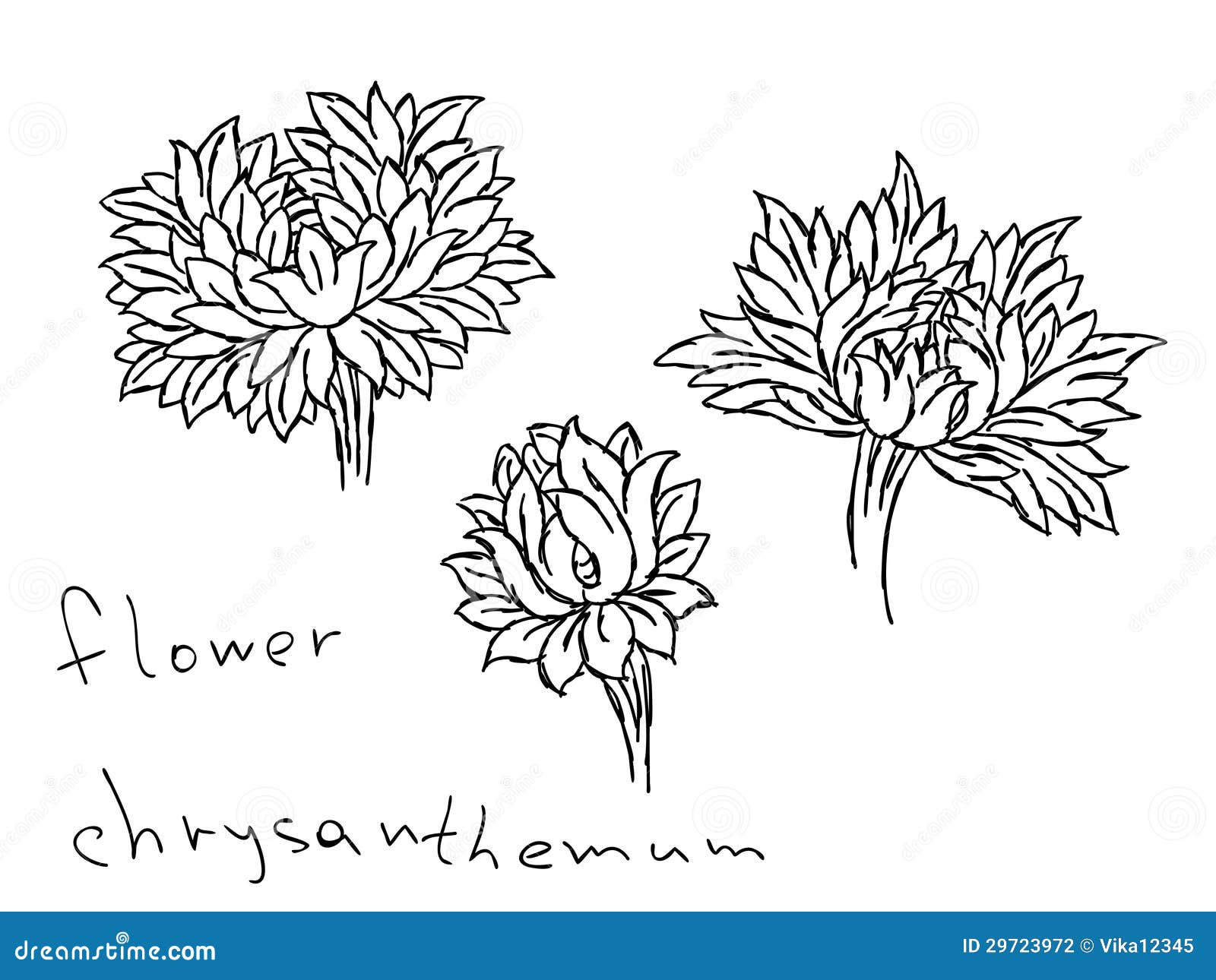 De bloem van de chrysant vector illustratie. Illustration of grafiek ...