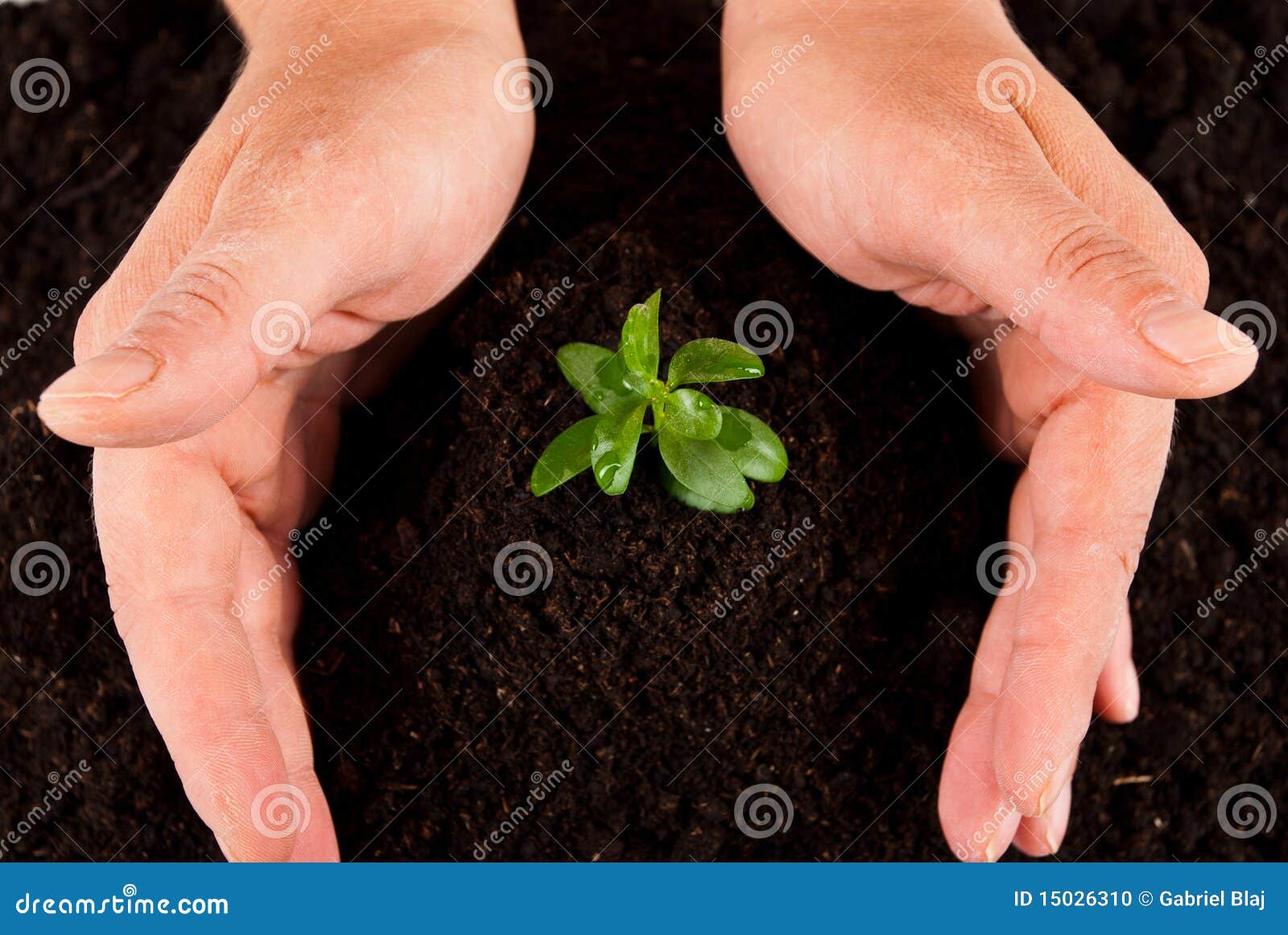 De Handen Beschermen Installatie Stock Foto - Image of greep, milieu ...