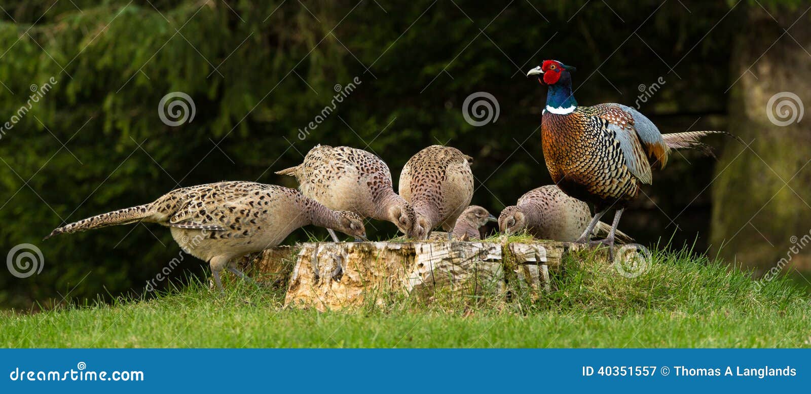 De Harem van de Fazant stock afbeelding. Image of patroon - 40351557