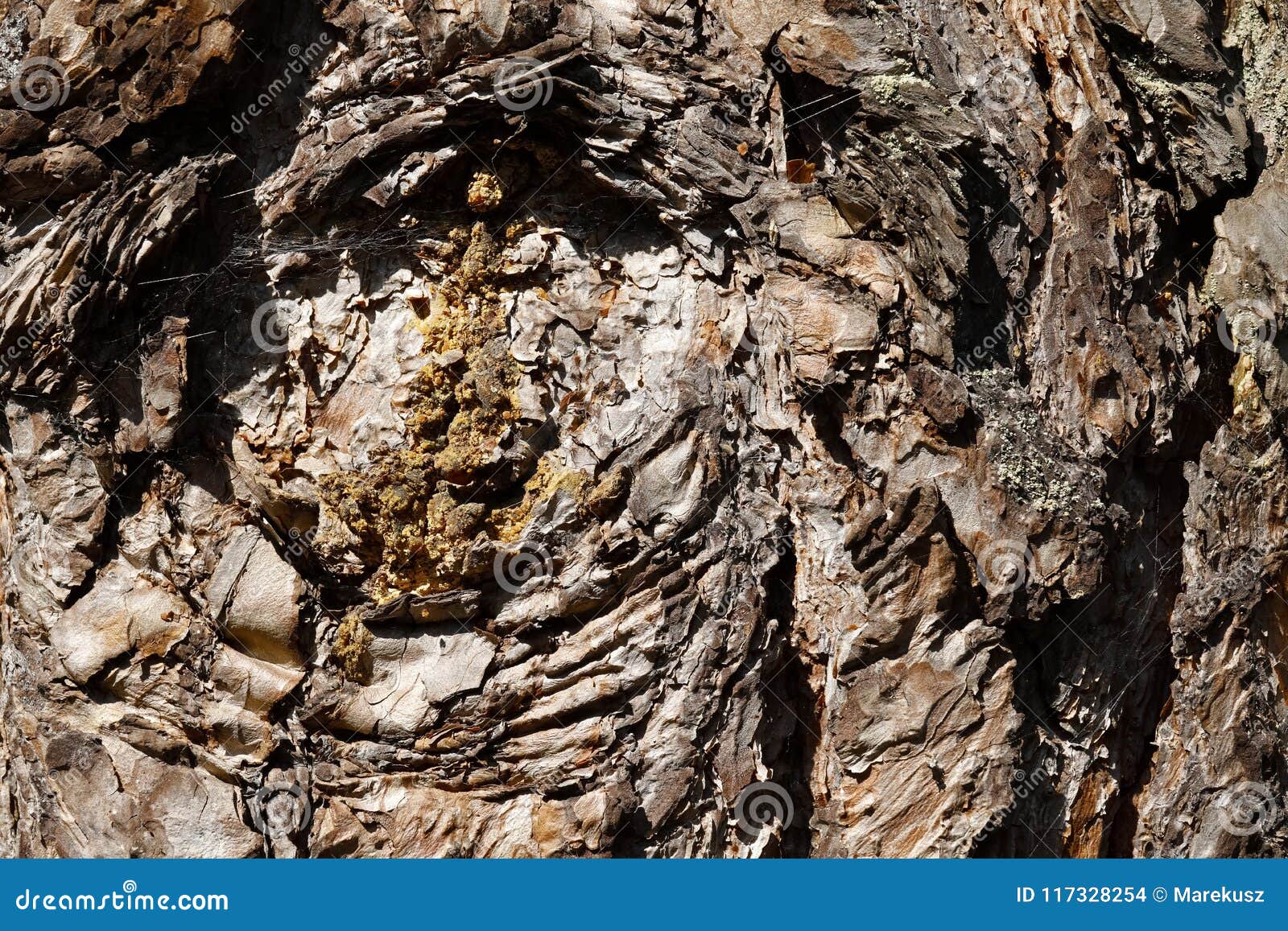 De Hars is Zichtbaar Op De Boomstam Van De Boom Stock Foto - Image of ...