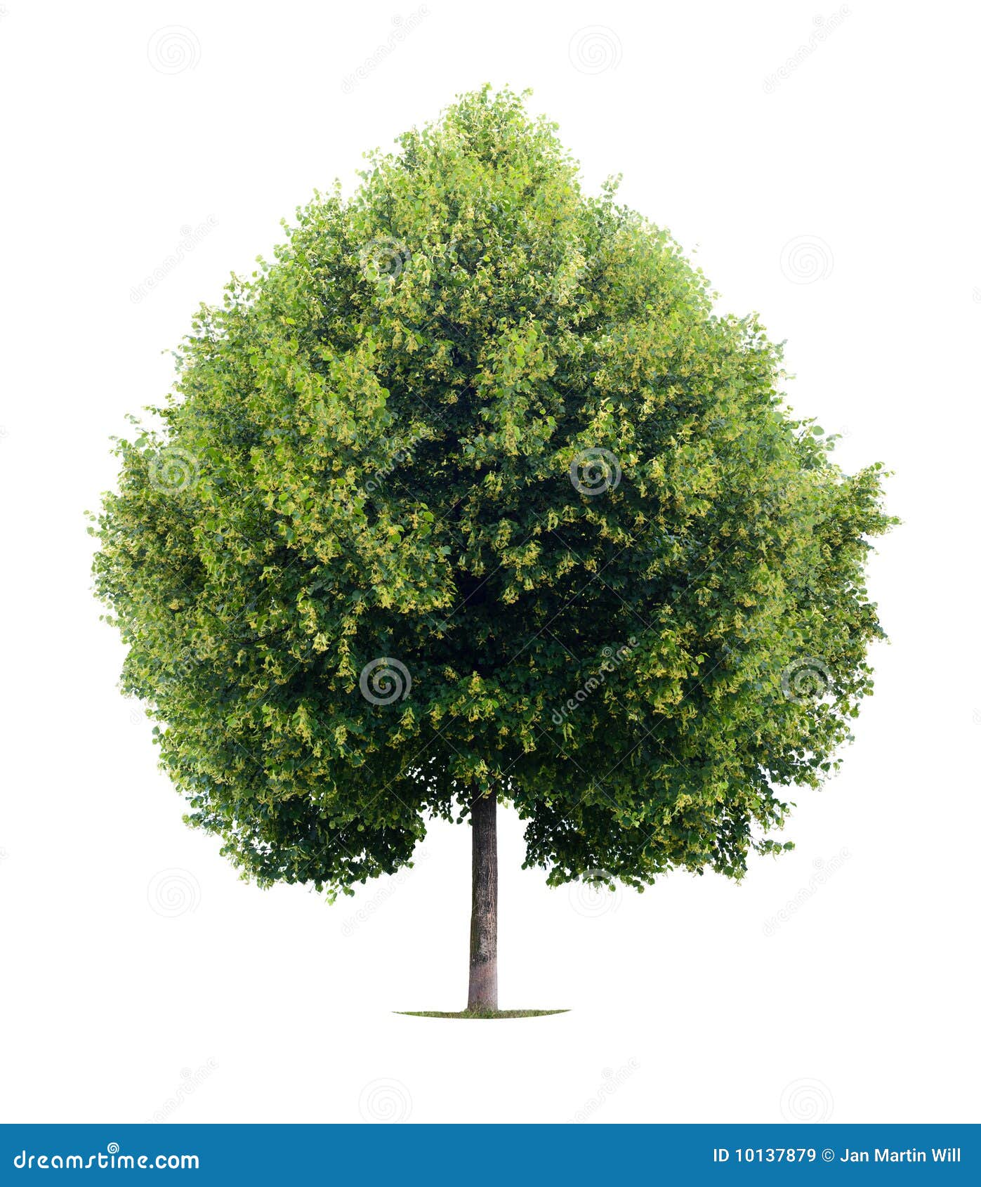 De Hart Gevormde Boom Van De Linde Stock Afbeelding - Image of bladeren ...