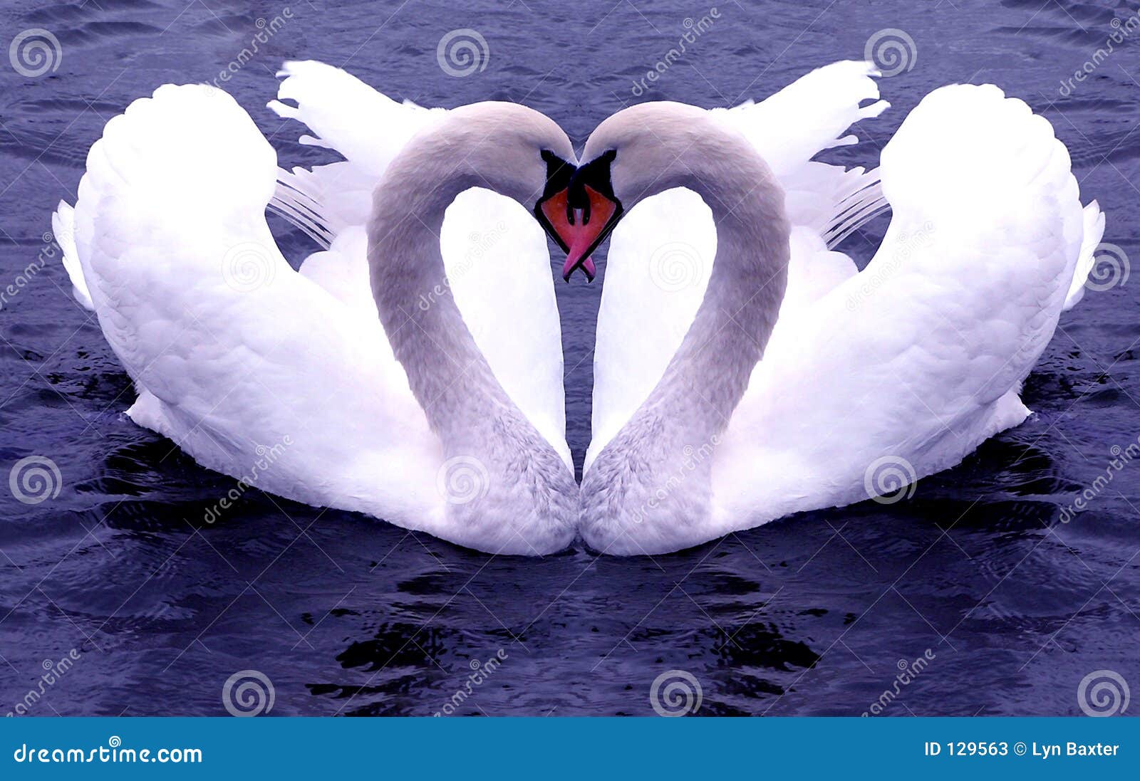 De Harten Van Zwanen Stock Foto's - Beeld: 129563