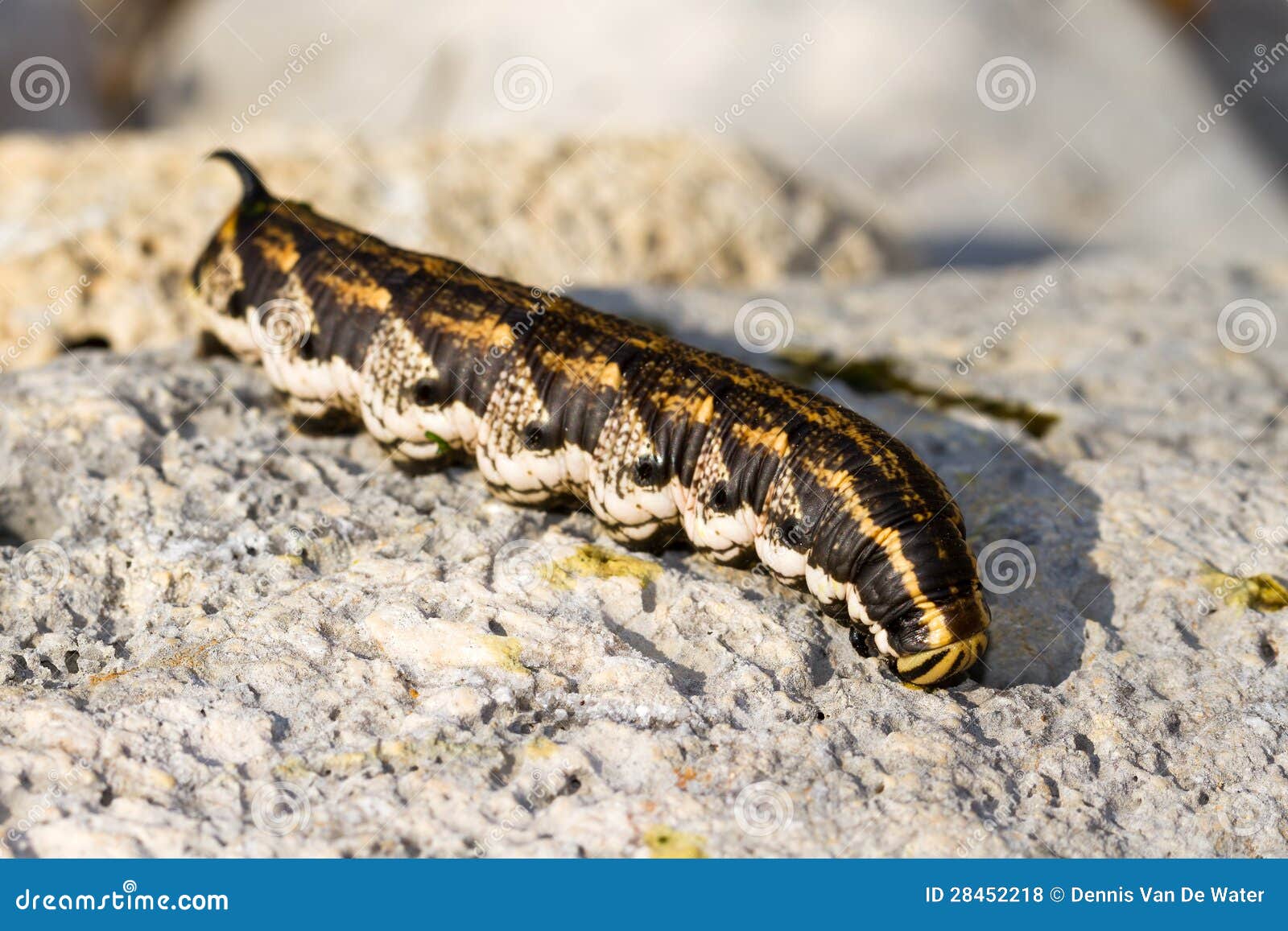 De havik-Mot van de winde stock foto. Image of nave, insect - 28452218