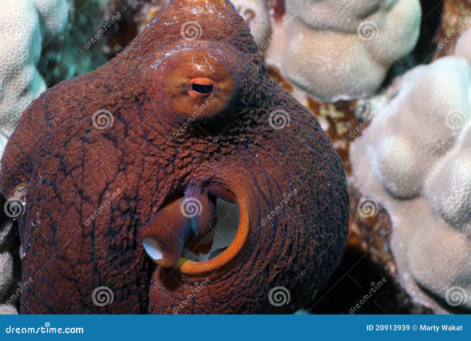 De Hawaiiaanse Octopus Van De Dag Stock Afbeelding - Image of vreedzaam ...