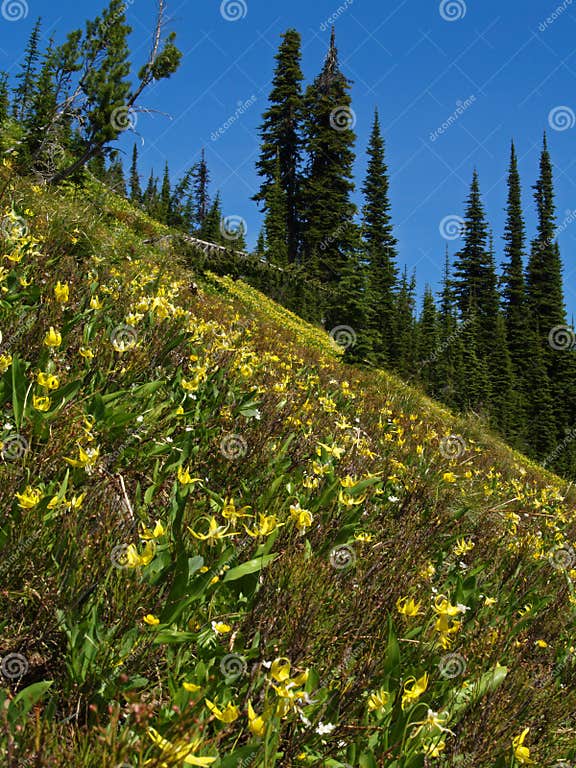 De Helling Van De Lelie Van De Gletsjer Stock Afbeelding - Image of ...