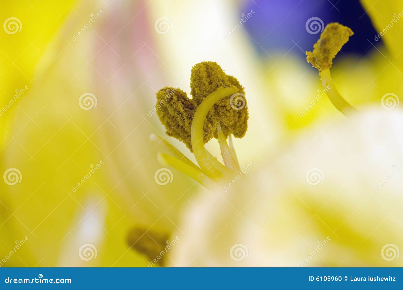 De Helmknoppen Van De Bloem Met Stuifmeel Stock Foto - Image of ...