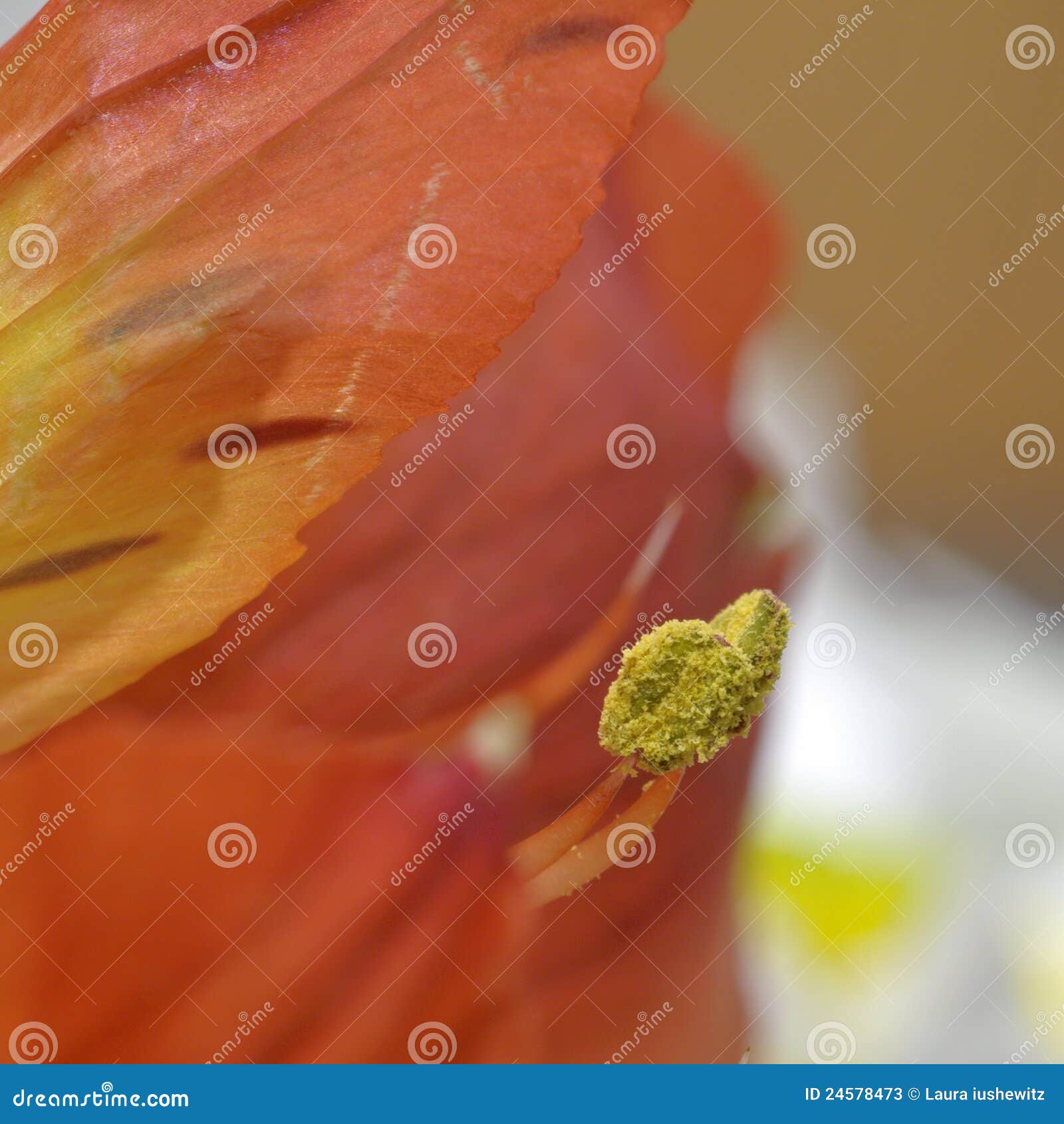 De Helmknoppen Van De Lelie Stock Afbeelding - Image of lelie, bruin ...