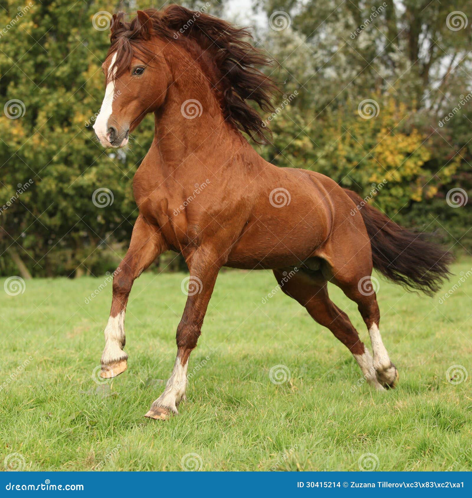 De Hengst Van De De Kastanje Het Welse Poney Van Nice Springen Stock ...