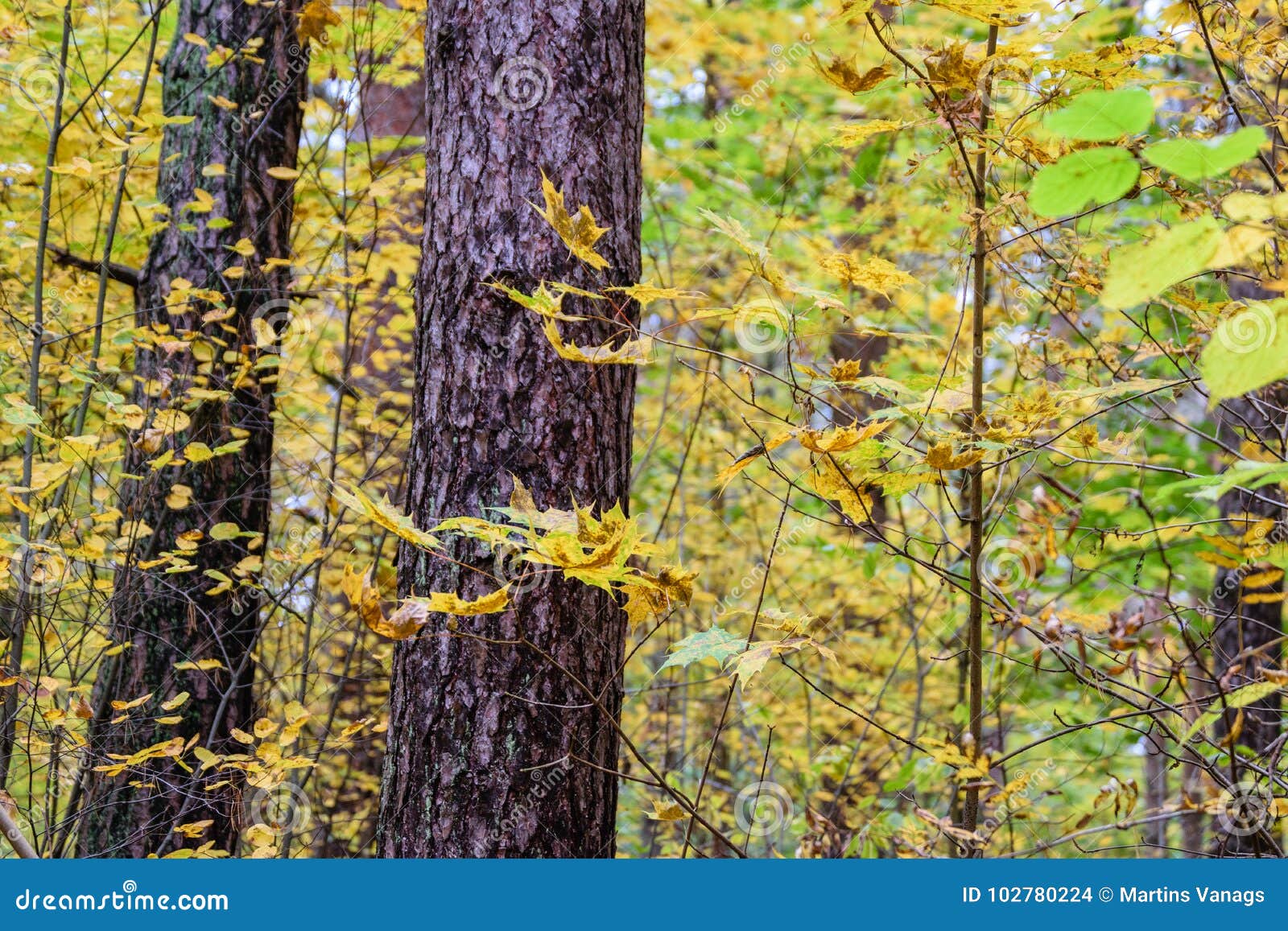 De Herfst Gekleurde Boombladeren in Het Park Stock Foto - Image of ...