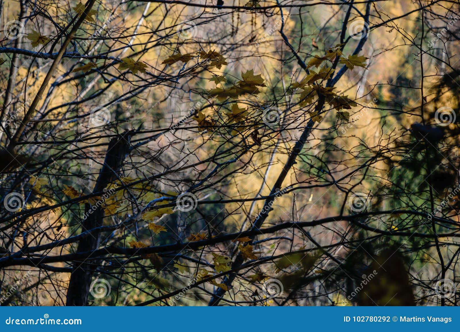 De Herfst Gekleurde Boombladeren in Het Park Stock Foto - Image of goud ...