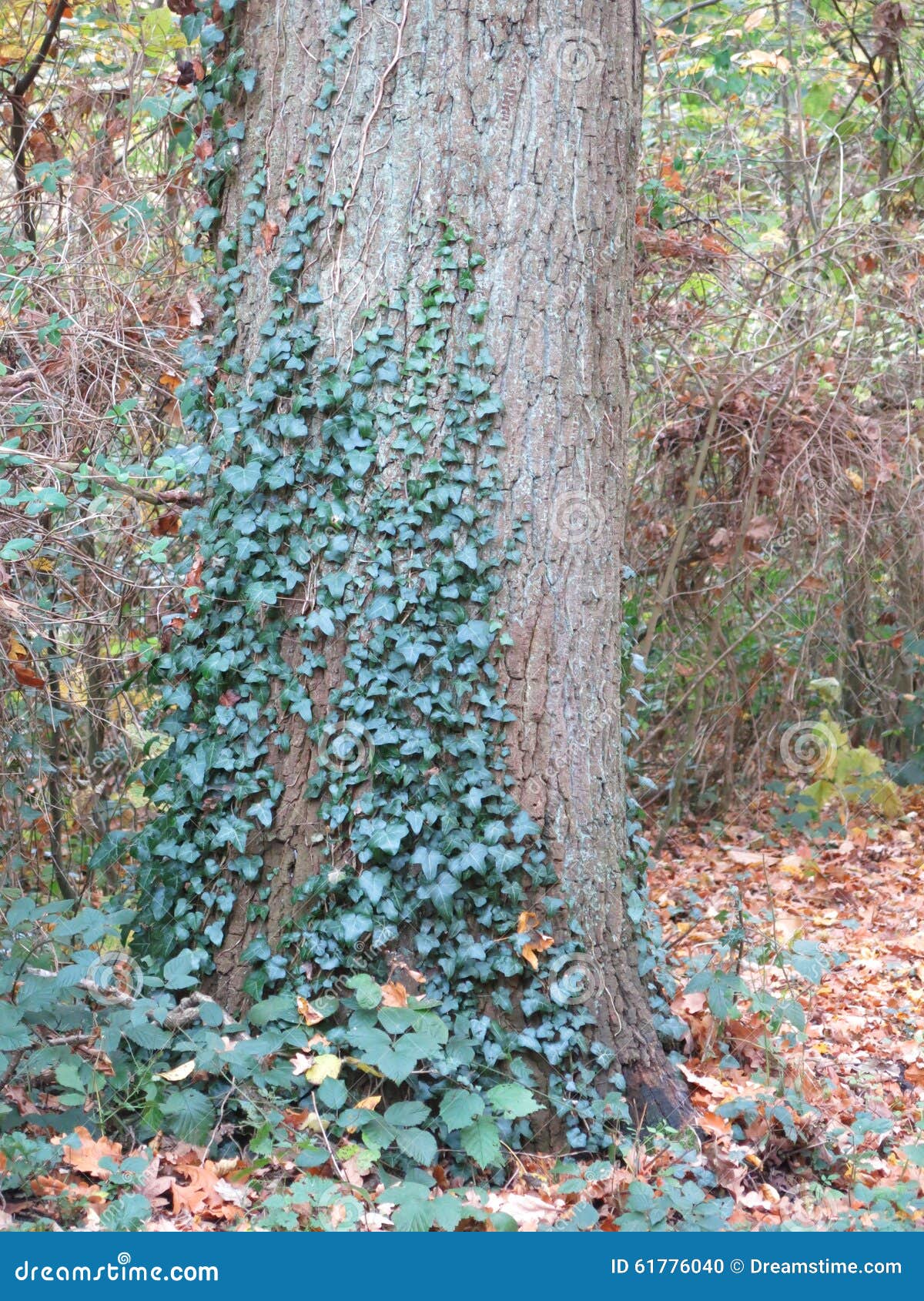 De Herfst in Het Bos Met Boom En Klimop Stock Foto - Image of eenden ...