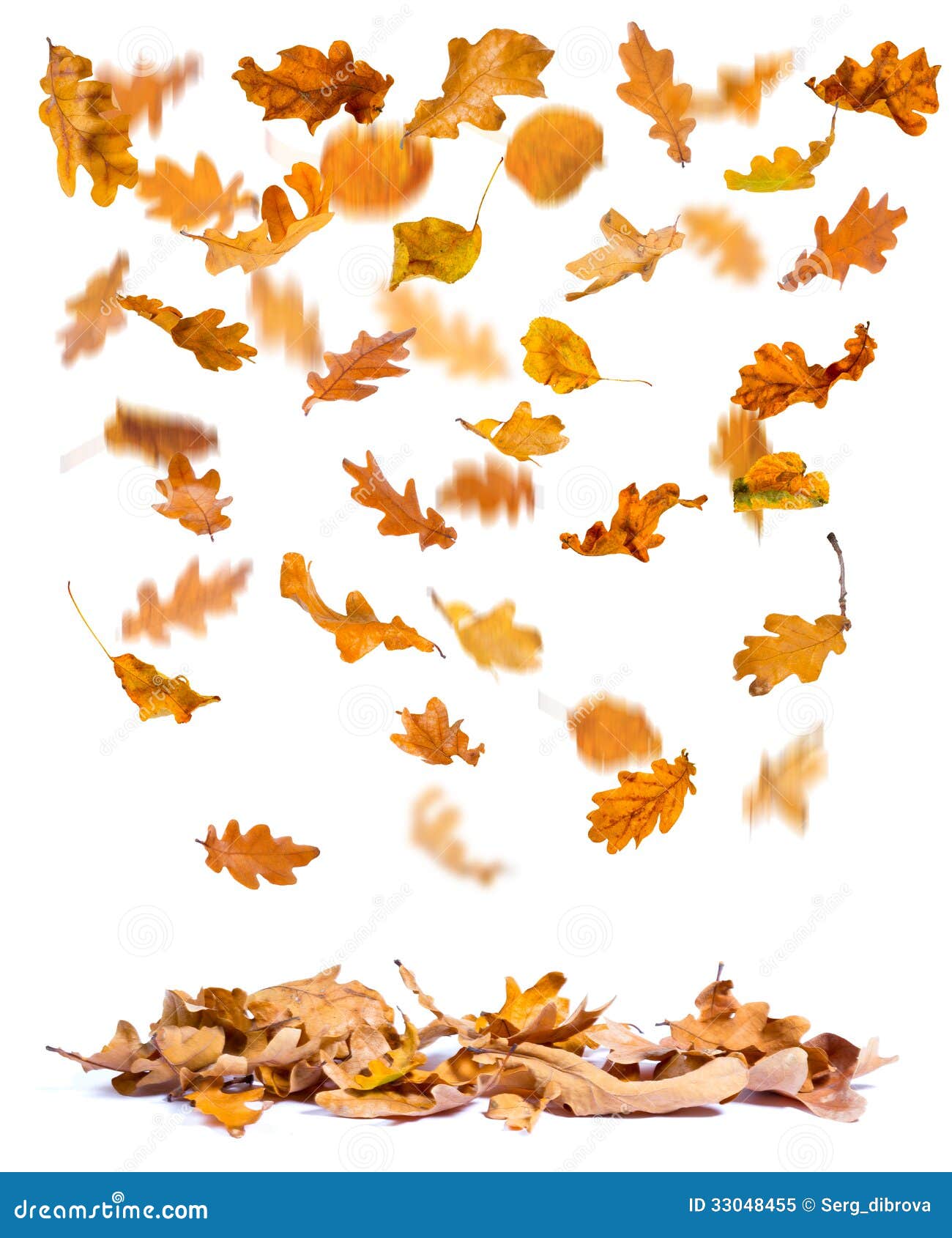 De Herfst Het Eiken Bladeren Vallen Stock Afbeelding - Image of oktober ...