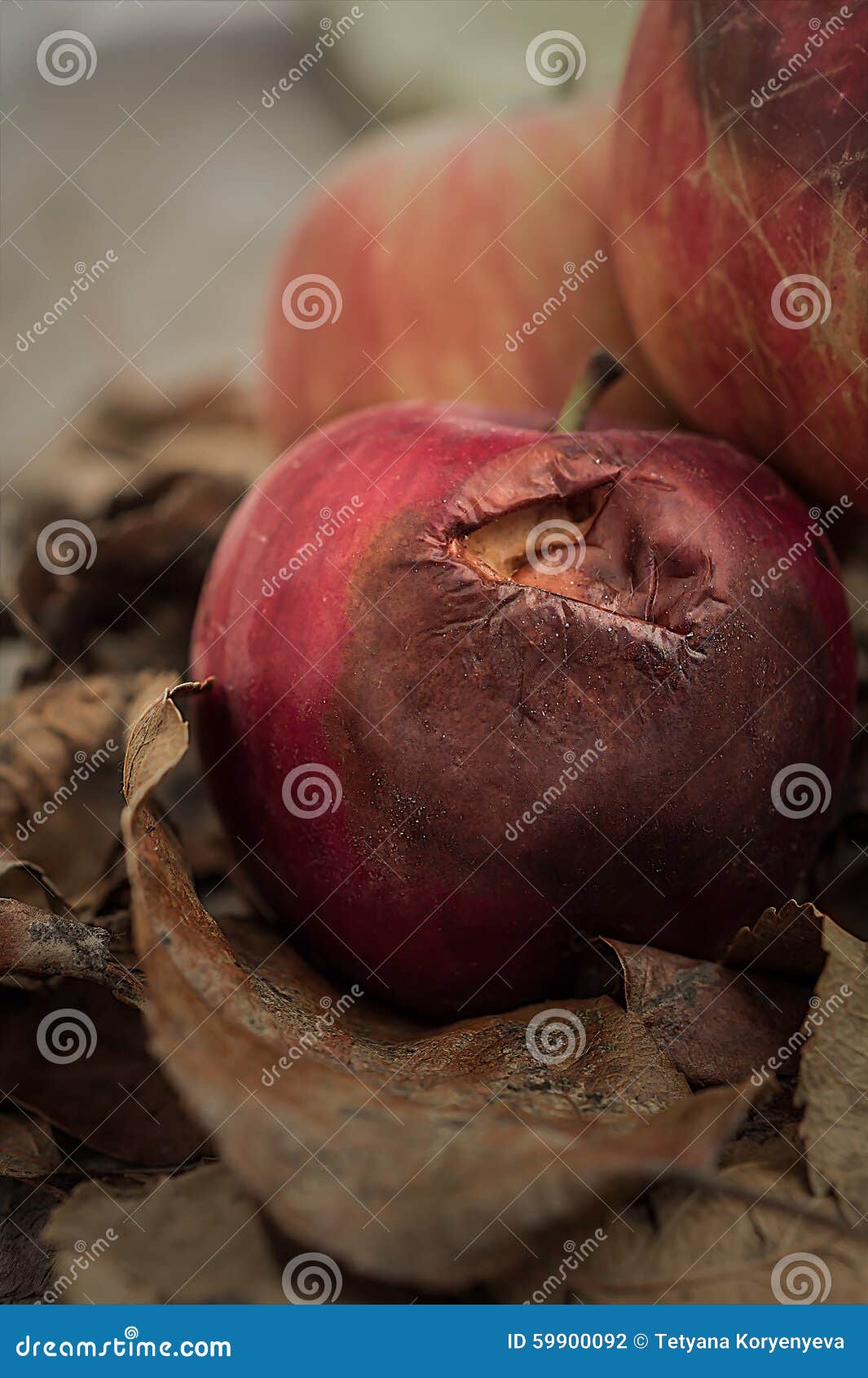 De Herfst Rode Appel Van Een Weinig Rot Stock Foto - Image of daling ...