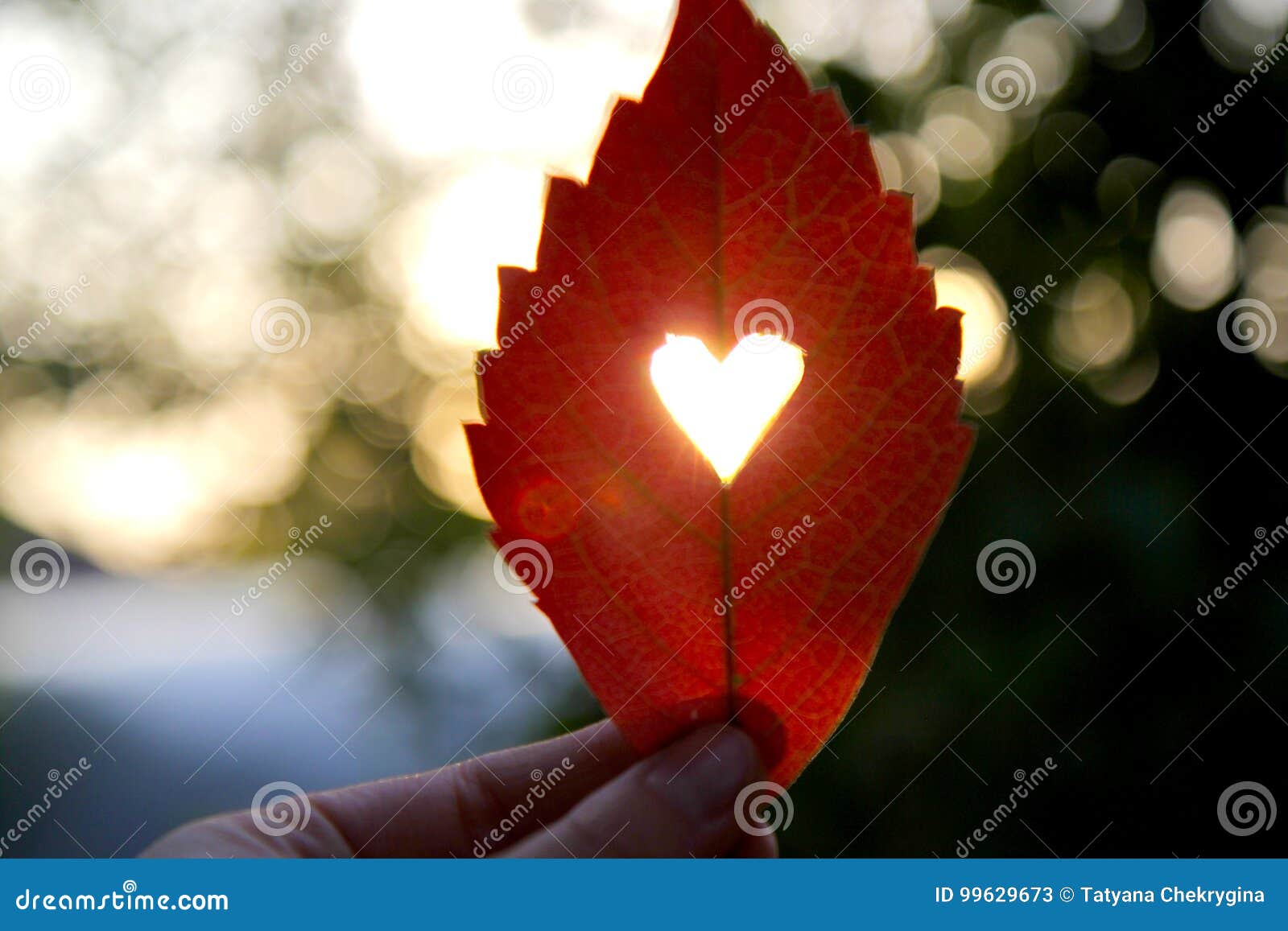 De Herfst Rood Blad Met Gesneden Hart in Een Hand Stock Afbeelding ...