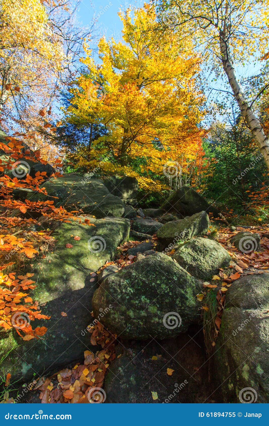 De Herfstkleuren - Boom En Keien Stock Afbeelding - Image of ...