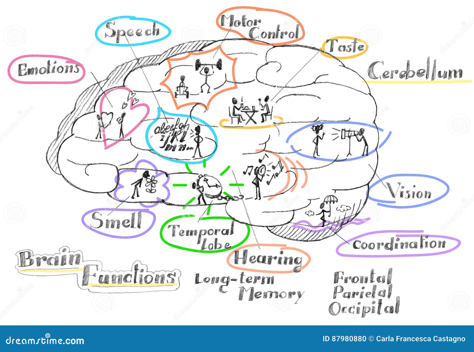 De Hersenen Functioneren Vector Vector Illustratie - Illustration of ...