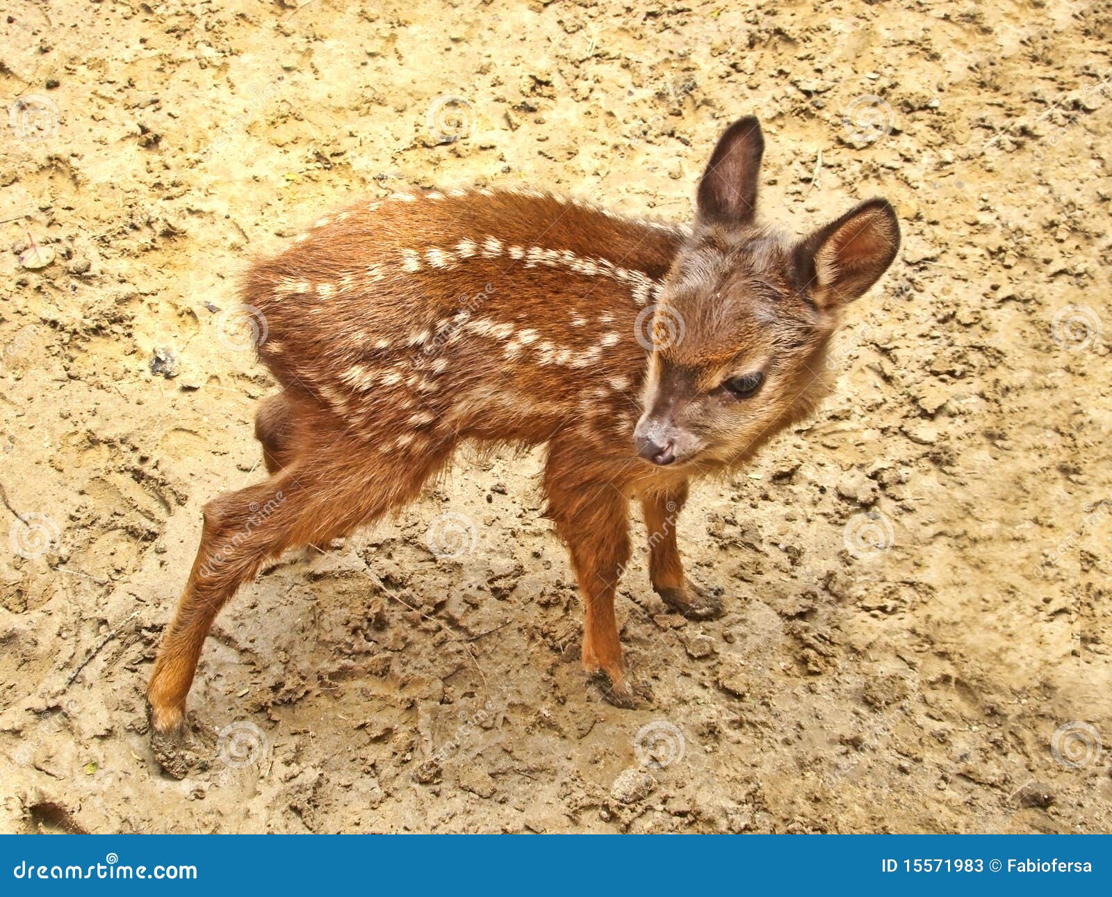 De herten van de baby stock afbeelding. Image of herten - 15571983
