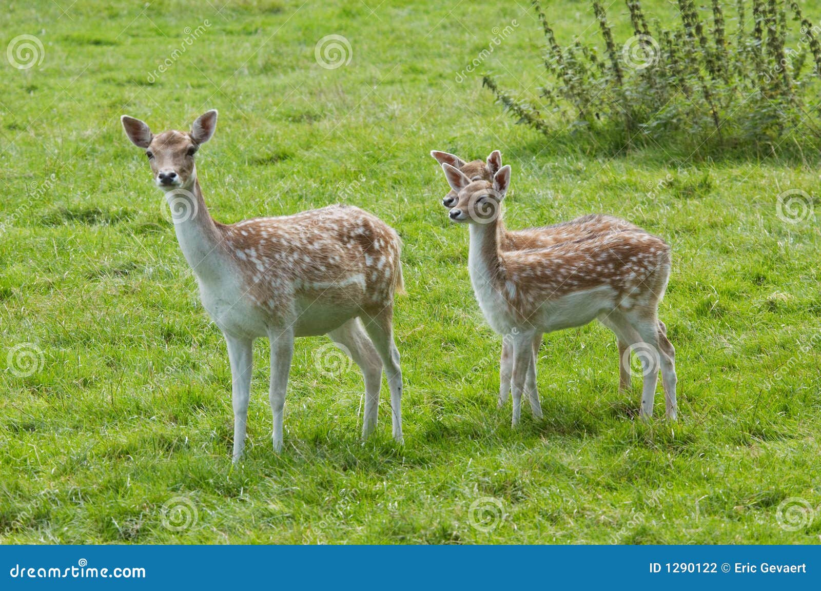 De Herten Van De Moeder En Van De Baby Stock Foto - Image of milieu ...