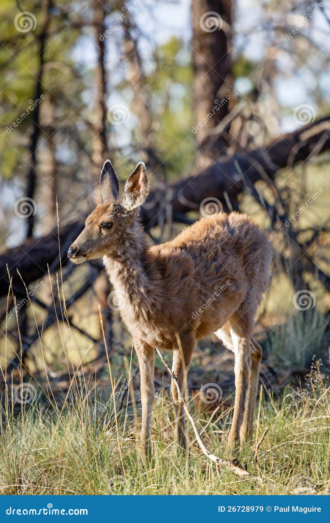 De herten van de muilezel stock afbeelding. Image of genaturaliseerd ...