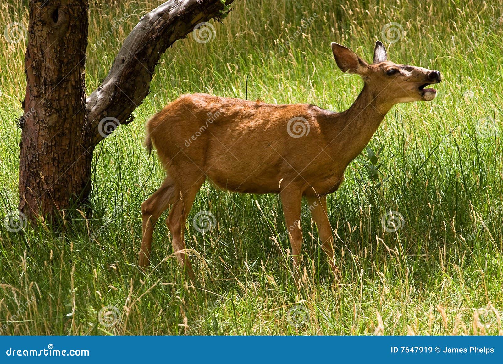 De Herten van de muilezel stock afbeelding. Image of ertsader - 7647919