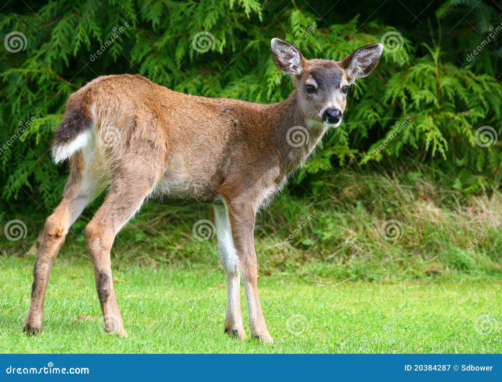 De Herten Van De Muilezel Fawn Stock Afbeelding - Image of muilezel ...