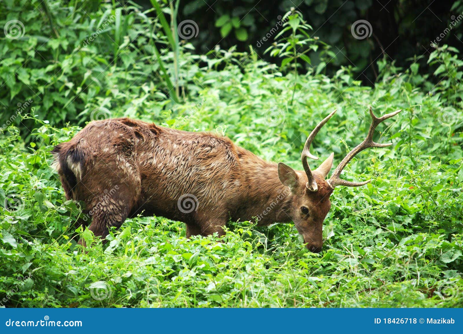 De Herten van Sika stock foto. Image of bruin, enkelvoudig - 18426718