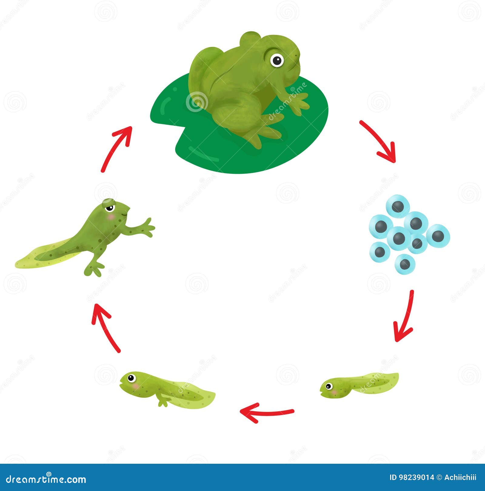 De Het Levenscyclus Van Een Kikker Vector Illustratie - Illustration of ...