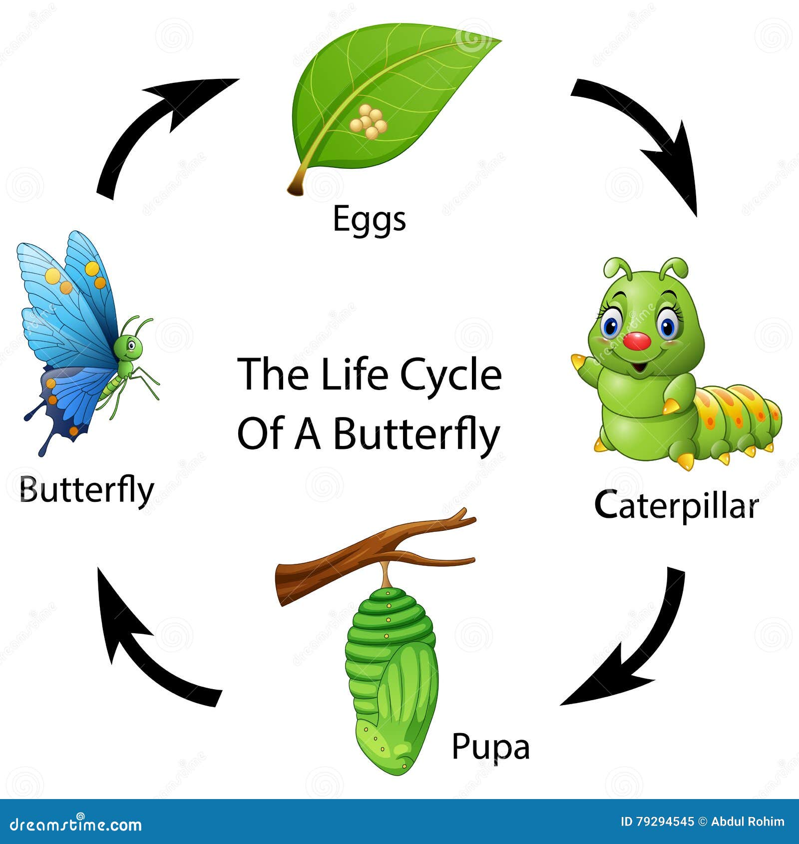 De Het Levenscyclus Van Een Vlinder Vector Illustratie - Illustration ...