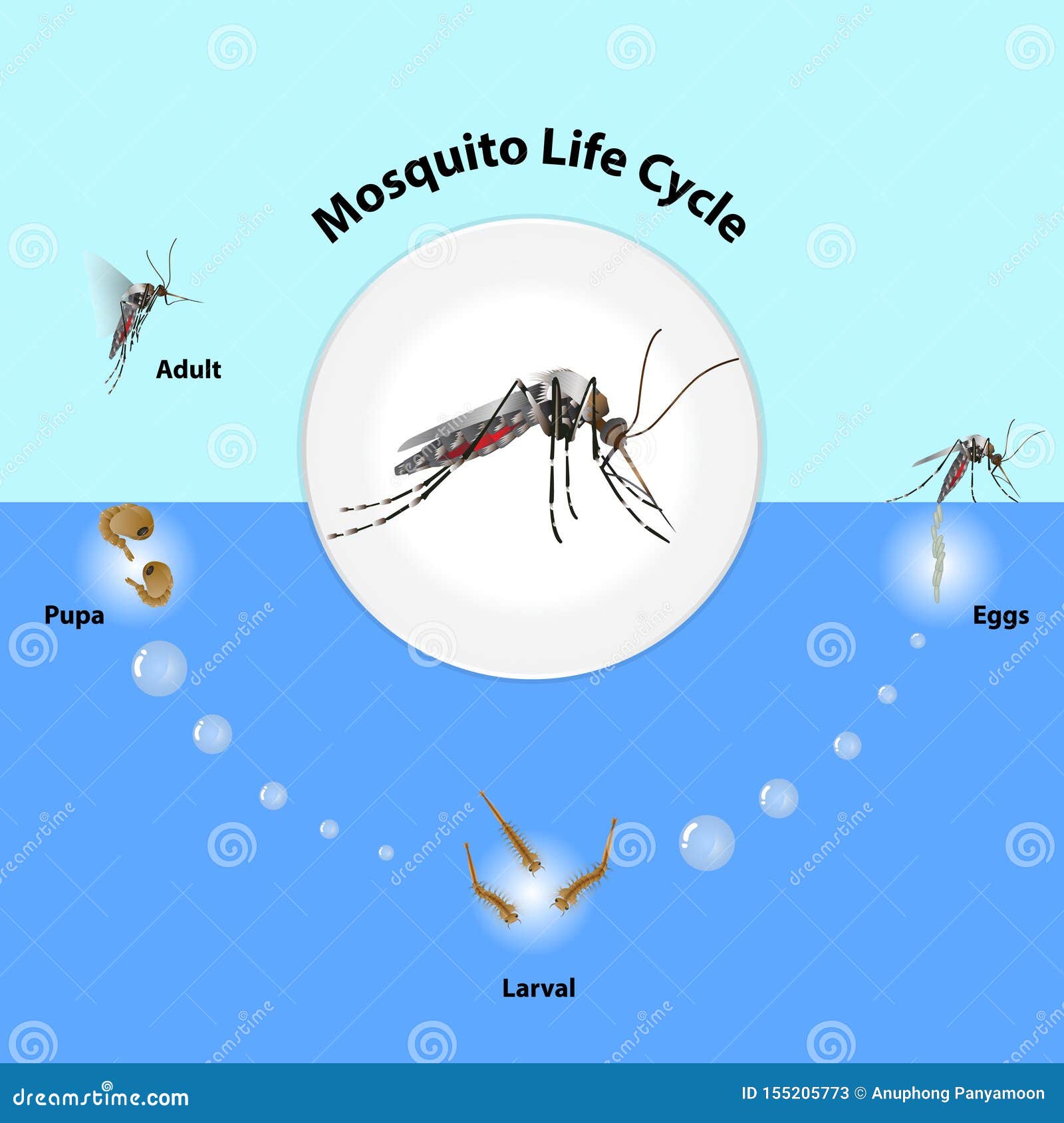 De Het Levenscyclus Van Muggenvector Vector Illustratie - Illustration ...