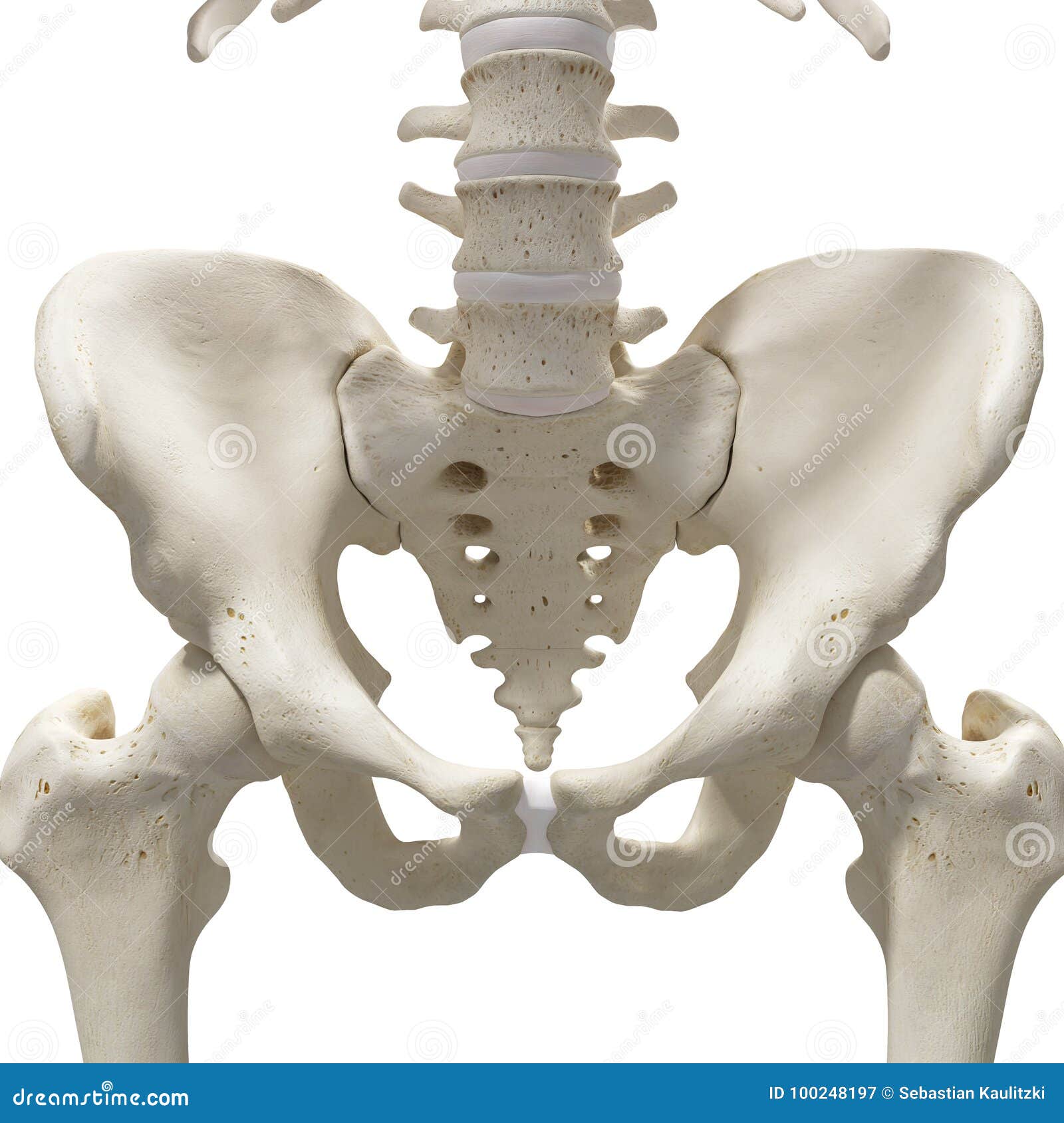 De heup en sacrum stock illustratie. Illustration of renderen - 100248197