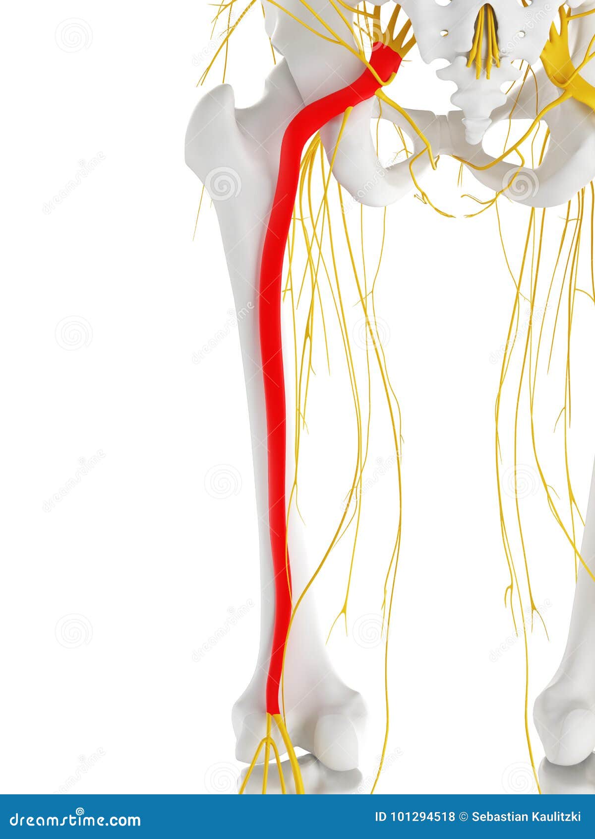 De heup- zenuw stock illustratie. Illustration of geïsoleerd - 101294518