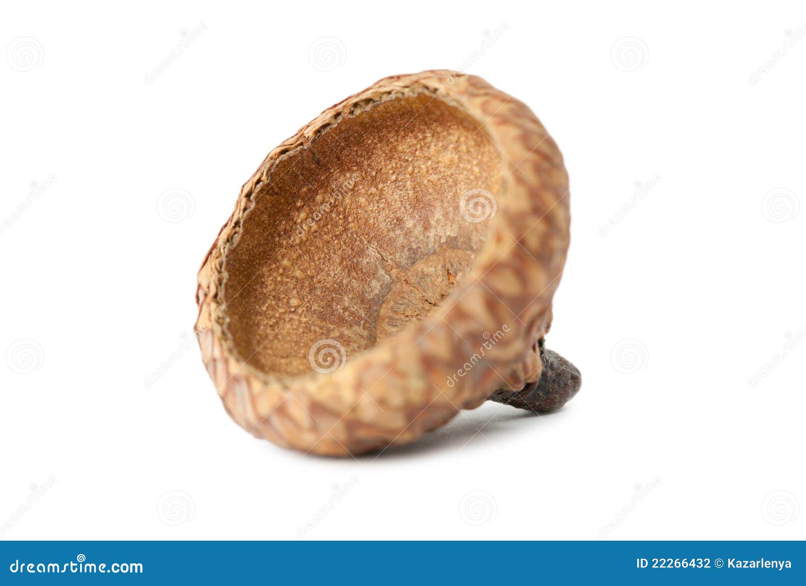 De hoed van de eikel stock foto. Afbeelding bestaande uit macro - 22266432