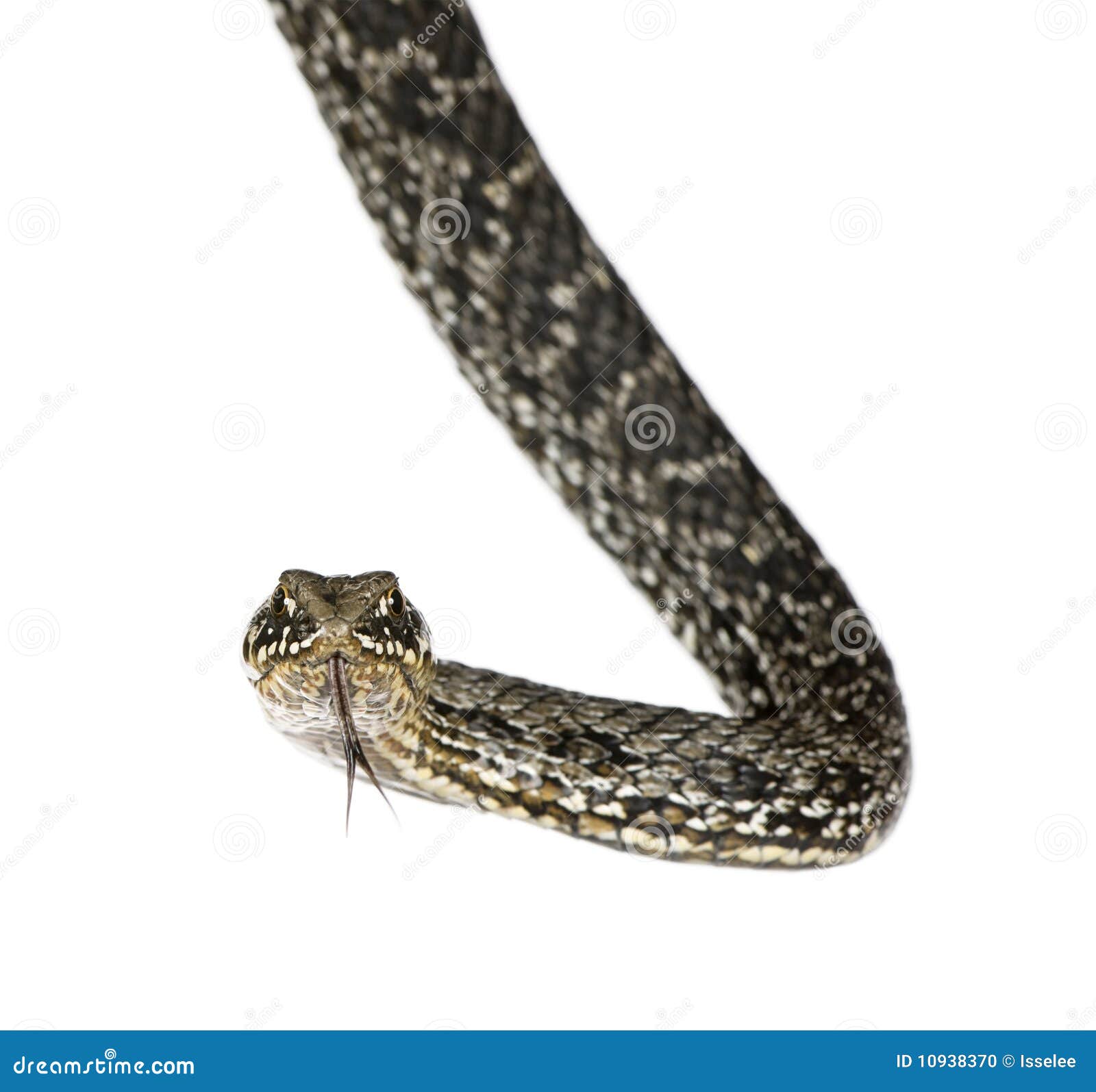 De Hoef Ranselt Slang Tegen Witte Achtergrond Stock Foto - Image of ...