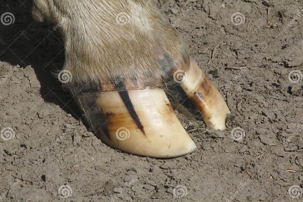 De Hoef van de koe stock foto. Image of sluit, dier, voorzijde - 30864102