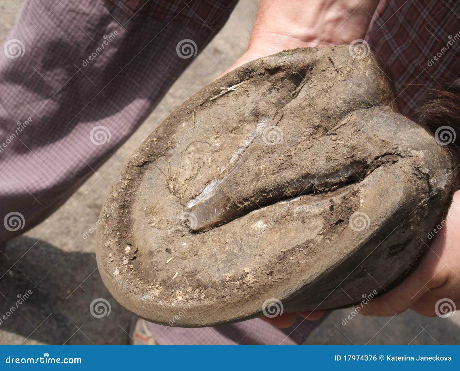 De hoef van het paard stock foto. Image of dier, blootvoets - 17974376