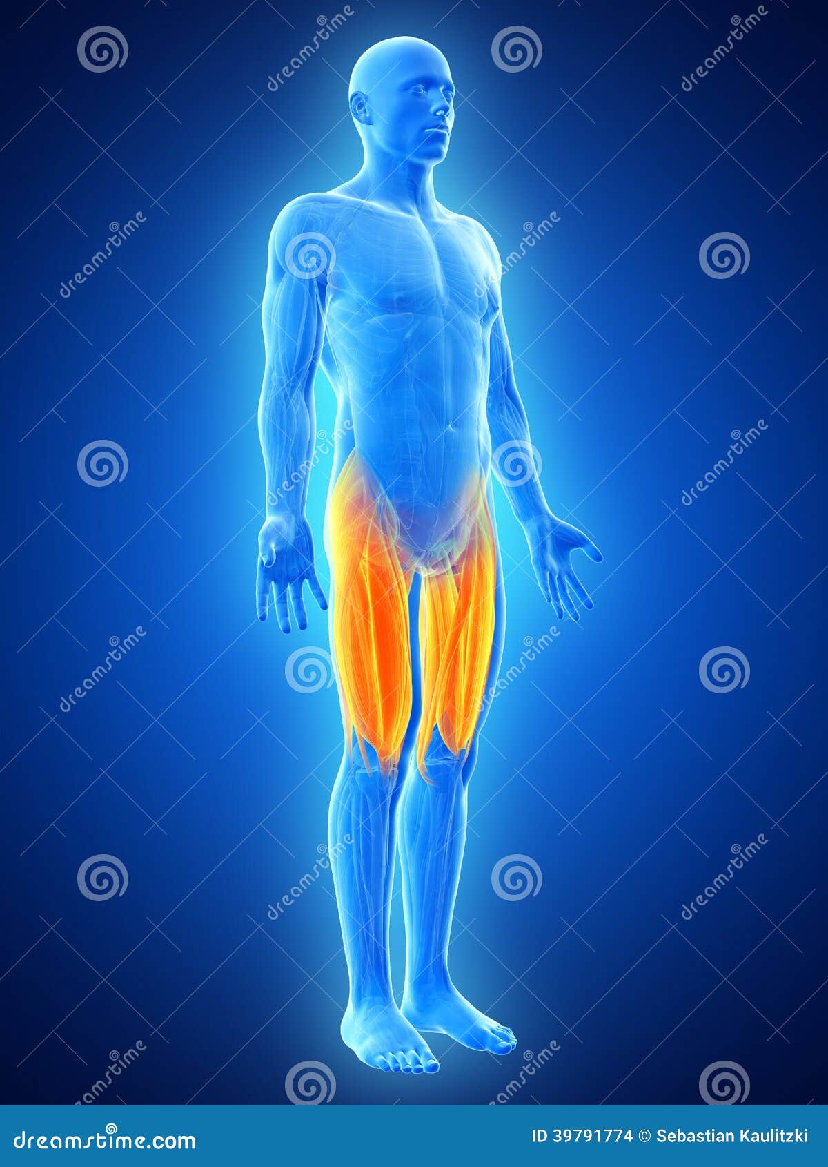De hogere beenspieren stock illustratie. Illustration of structuur ...