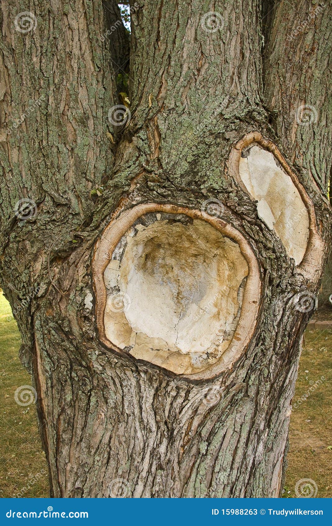 De Holte van de boom stock afbeelding. Image of vast - 15988263