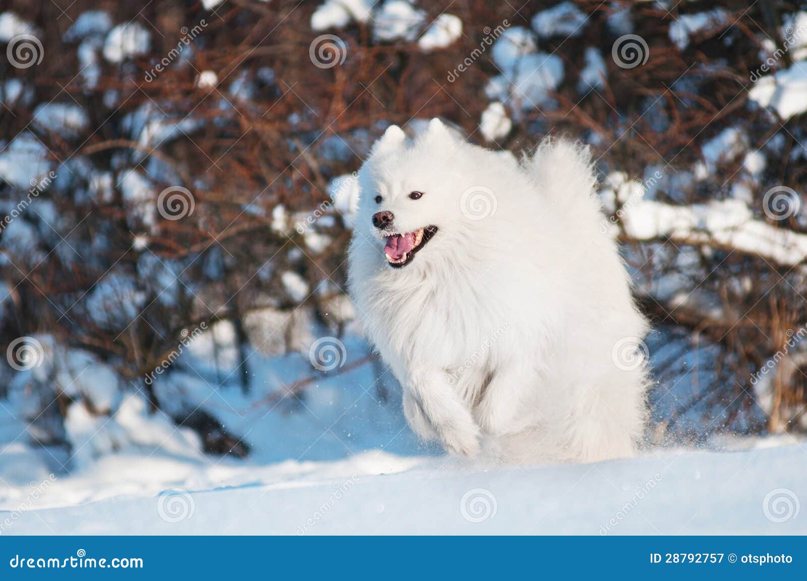 De Hond Die Van Samoyed in De Sneeuw Lopen Stock Afbeelding - Image of ...
