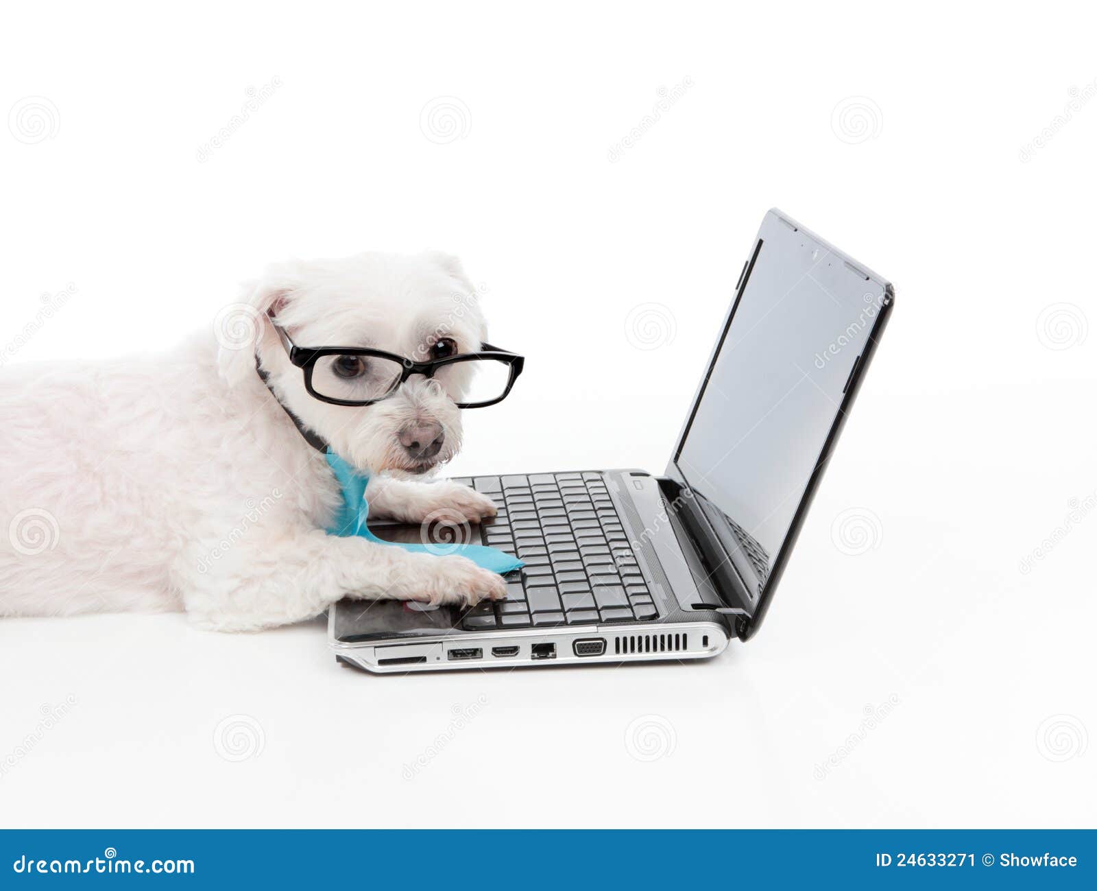 De Hond Die Van Savvy Computerlaptop Met Behulp Van Stock Afbeelding ...