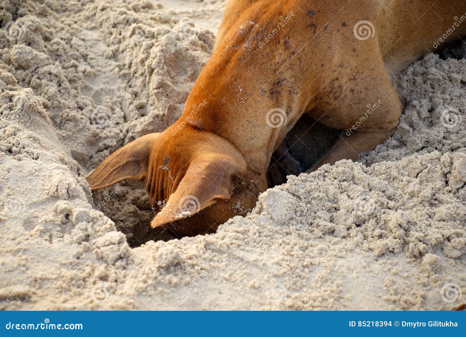 De Hond Graaft Een Gat in Zand Stock Foto - Image of grappig, bruin ...