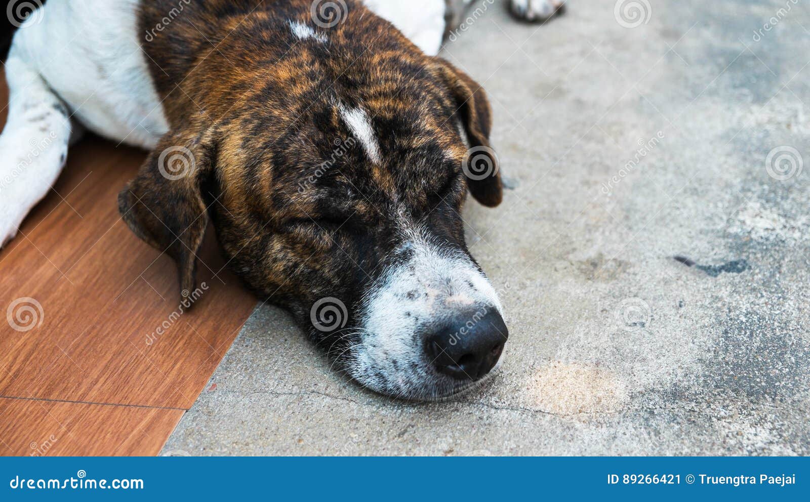 De Hond Slaapt Op Cementachtergrond, Slaapt De Hond Stock Afbeelding ...