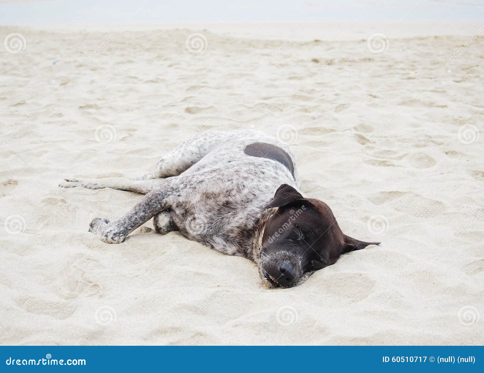 De Hond Slaapt Op Het Strand Stock Afbeelding - Image of ontspan, slaap ...