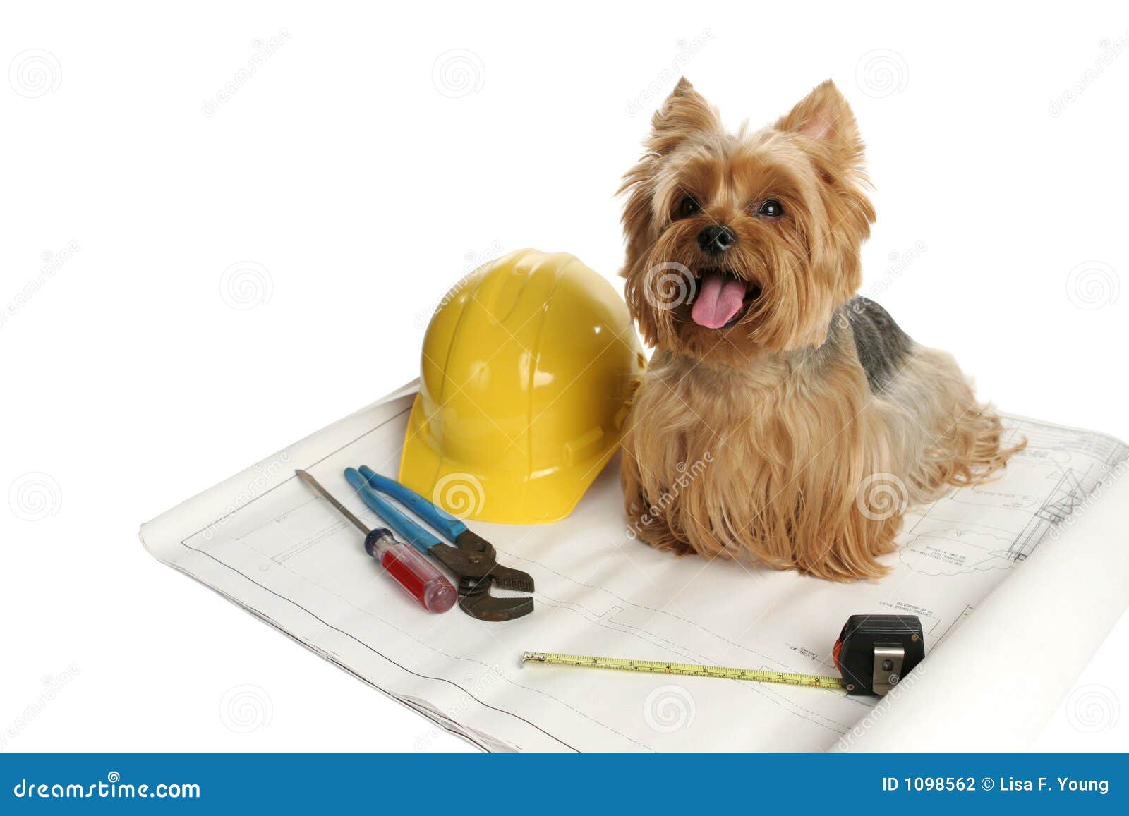 De Hond van de bouw stock foto. Image of kraag, voorman - 1098562