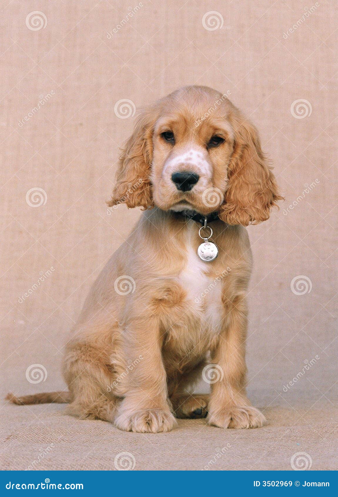 De Hond Van De Cocker-spaniël Stock Afbeelding - Image of neus, oren ...