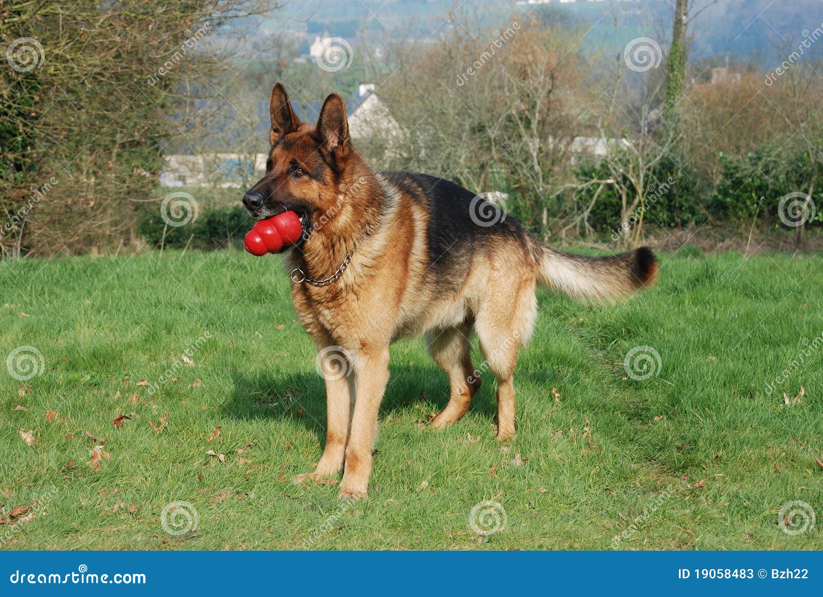 De Hond Van De Duitse Herder Stock Afbeelding - Image of groen ...