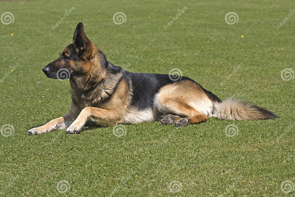 De Hond Van De Duitse Herder Stock Afbeelding - Image of zwart, hitte ...