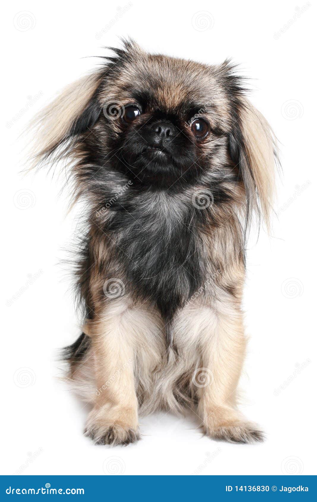 De hond van de pekinees stock foto. Image of pekingese - 14136830