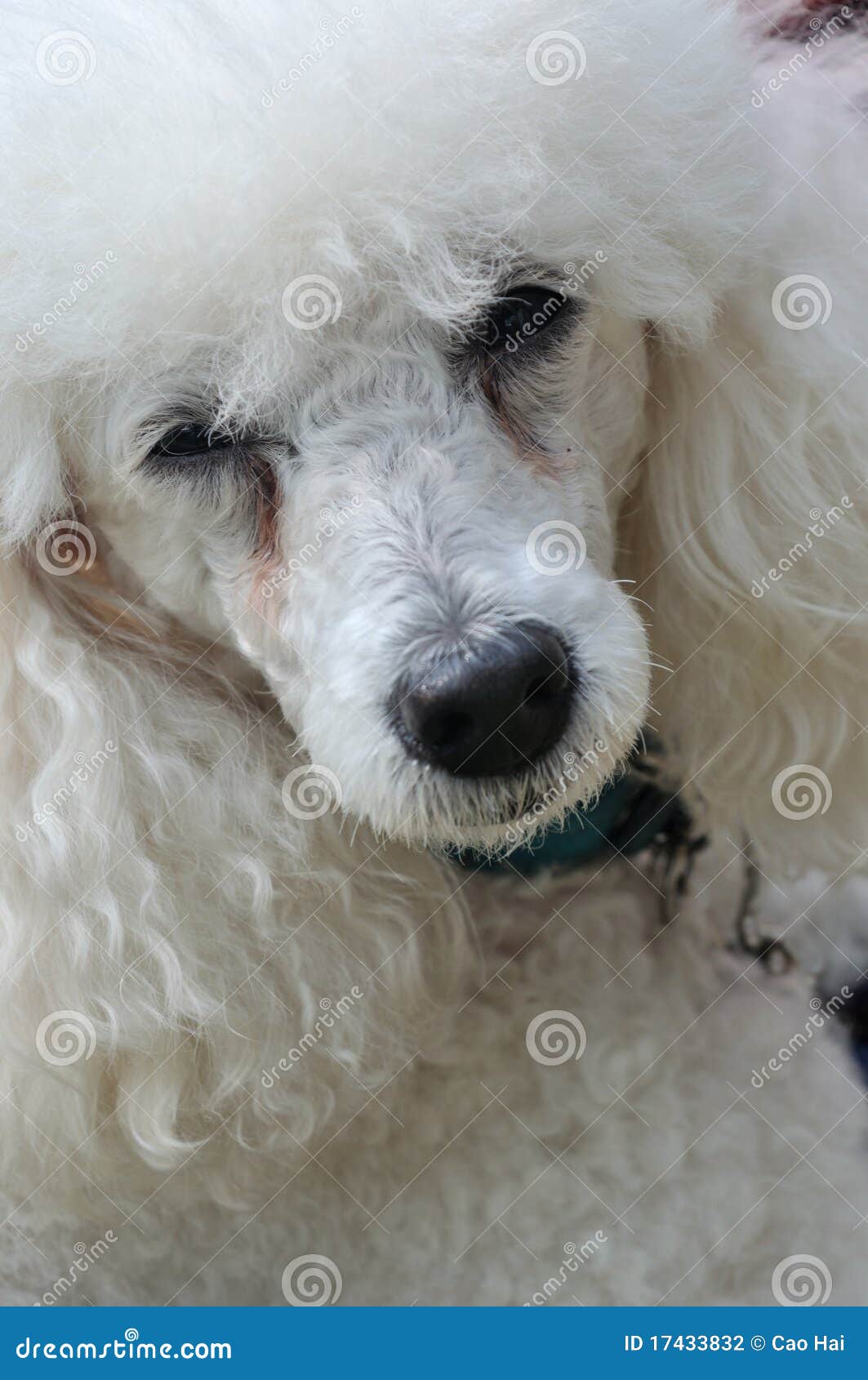 De hond van de poedel stock foto. Image of vreedzaam - 17433832